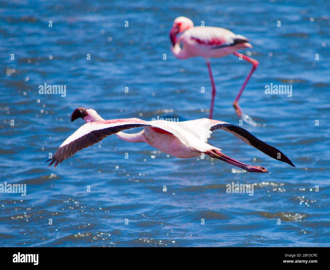 Flamingo in flight on blue water background, Walvis Bay, Namibia ...