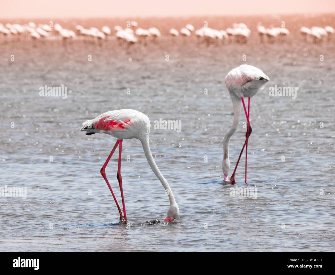 Flamingos Eating High Resolution Stock Photography and Images - Alamy