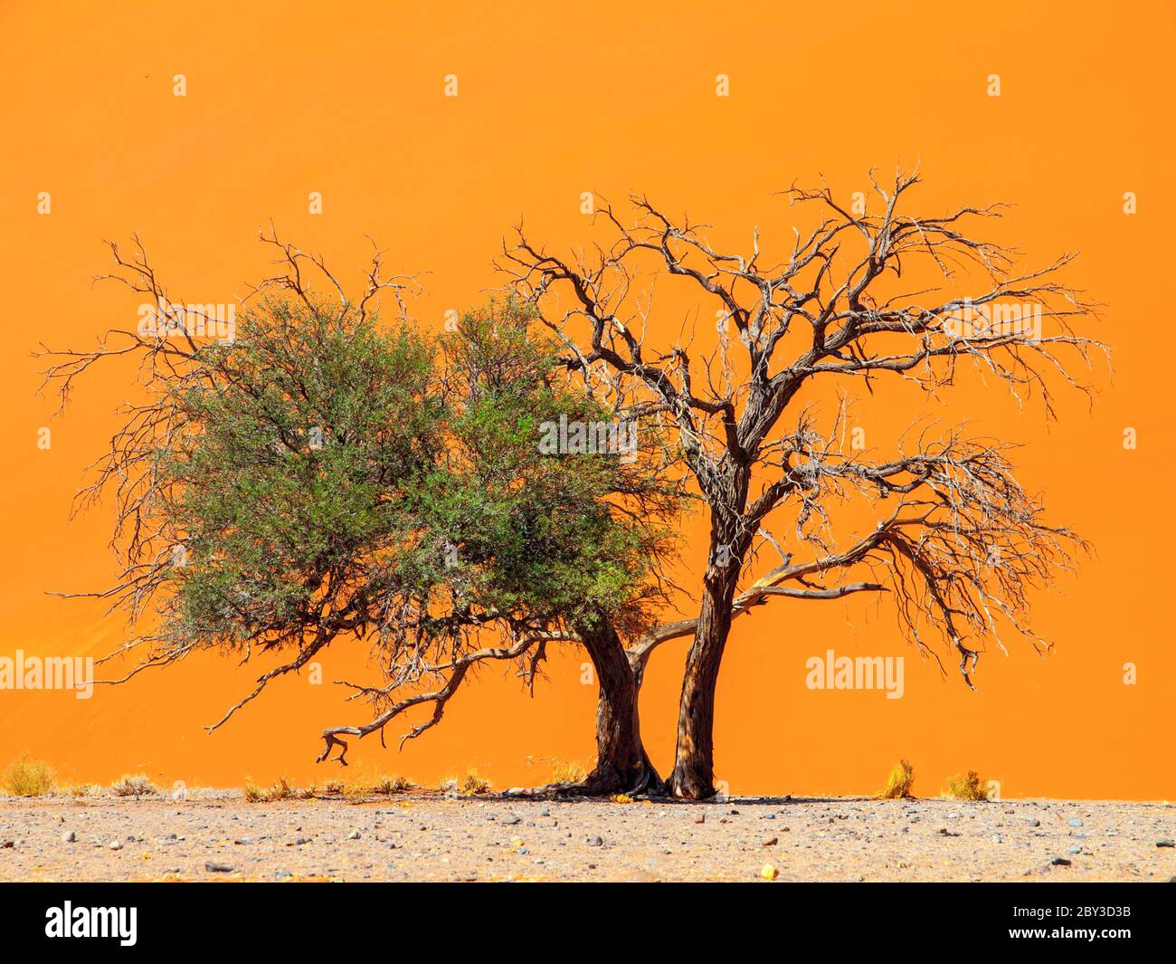 Two camelthorn tree against an orange dune background. First green and ...
