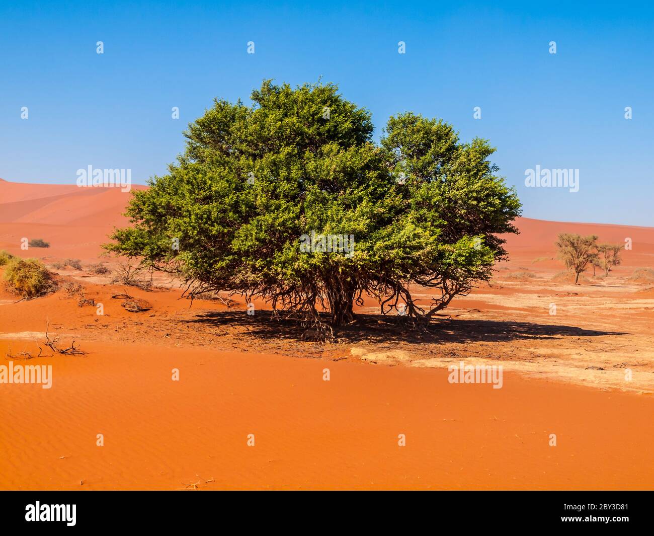 Green acacia tree in Sossusvlei (Namib desert, Namibia Stock Photo - Alamy