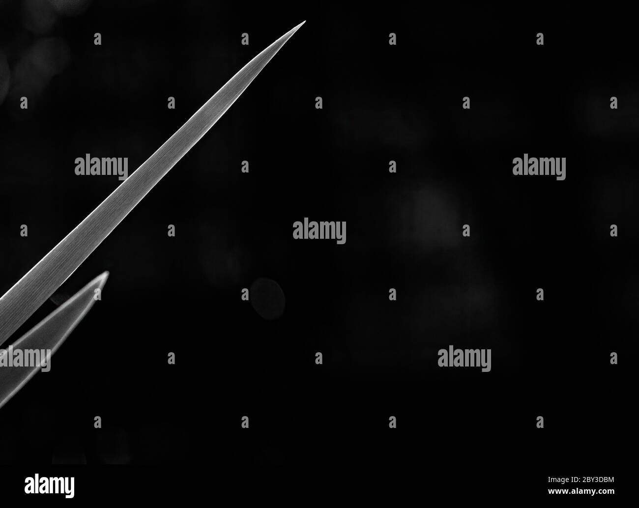 Abstract dark botanical artwork hi-res stock photography and images - Alamy