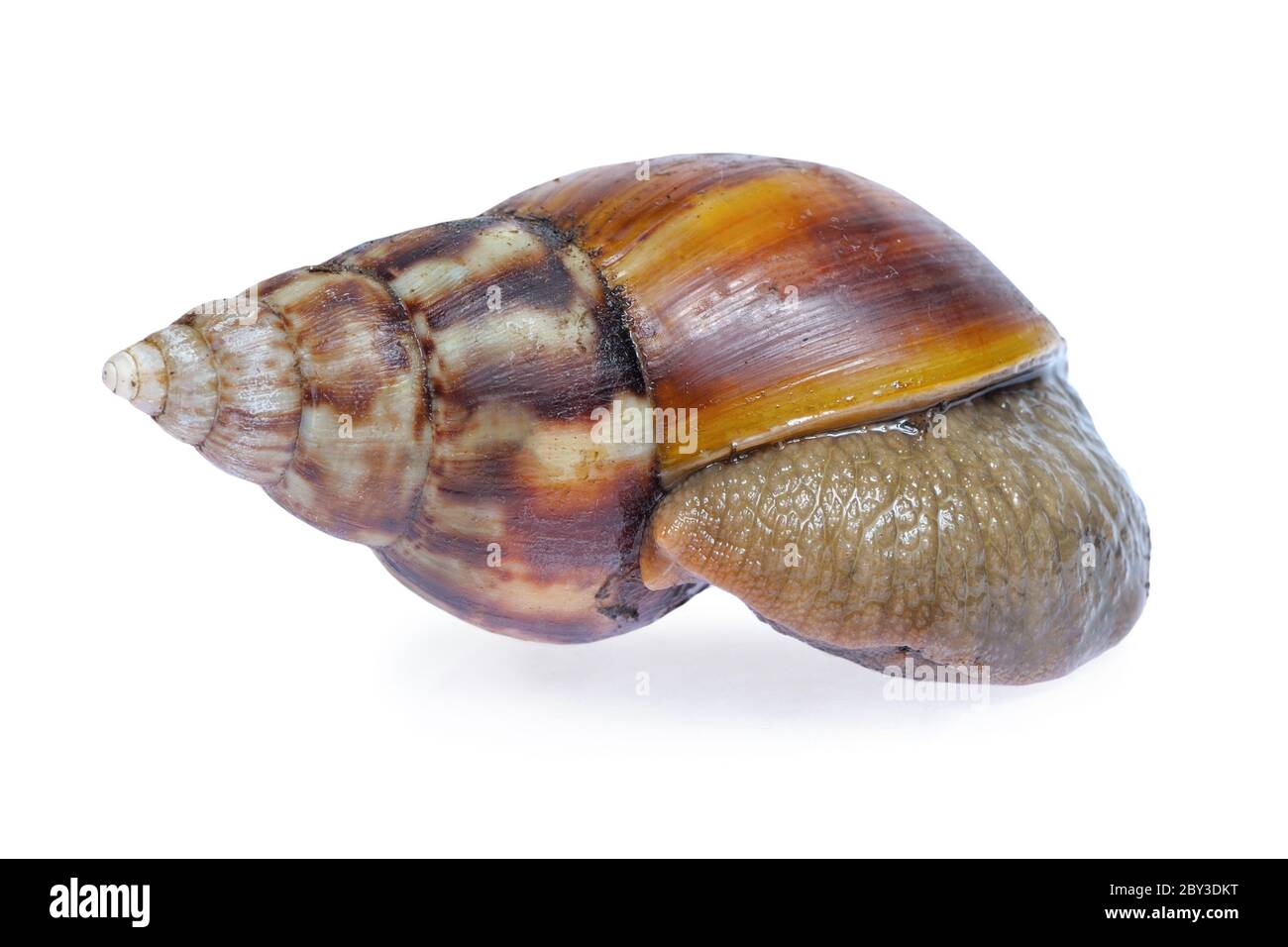 Snail shell single one hi-res stock photography and images - Alamy