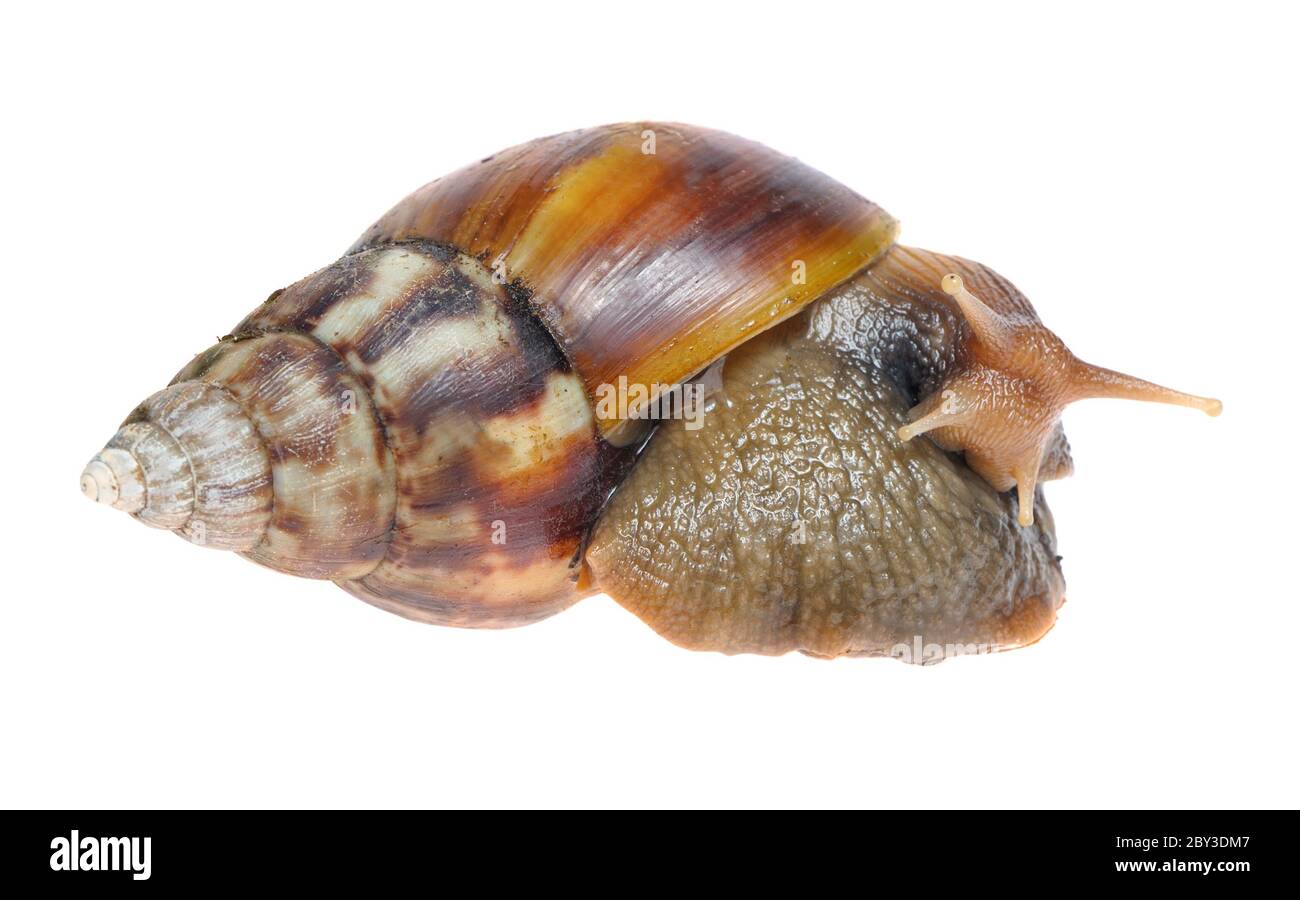 Big snail isolated Stock Photo - Alamy