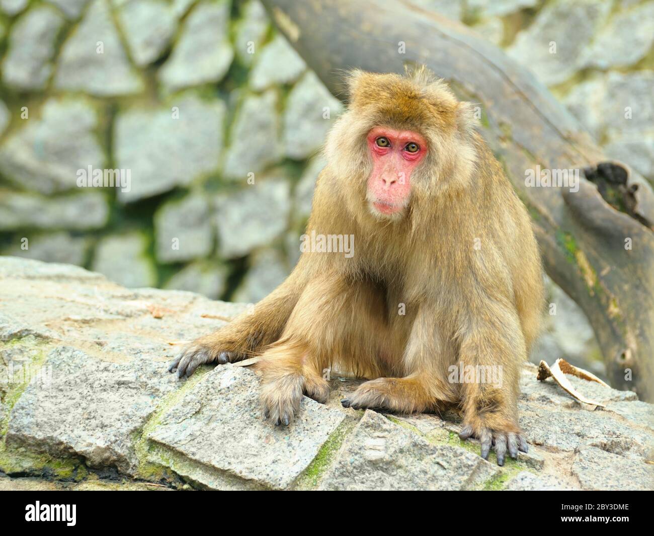 Sad monkey hi-res stock photography and images - Alamy