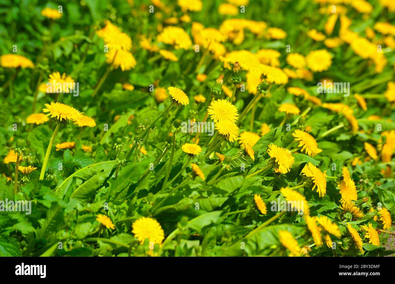 Many yellow dandelions blooming hi-res stock photography and images - Alamy