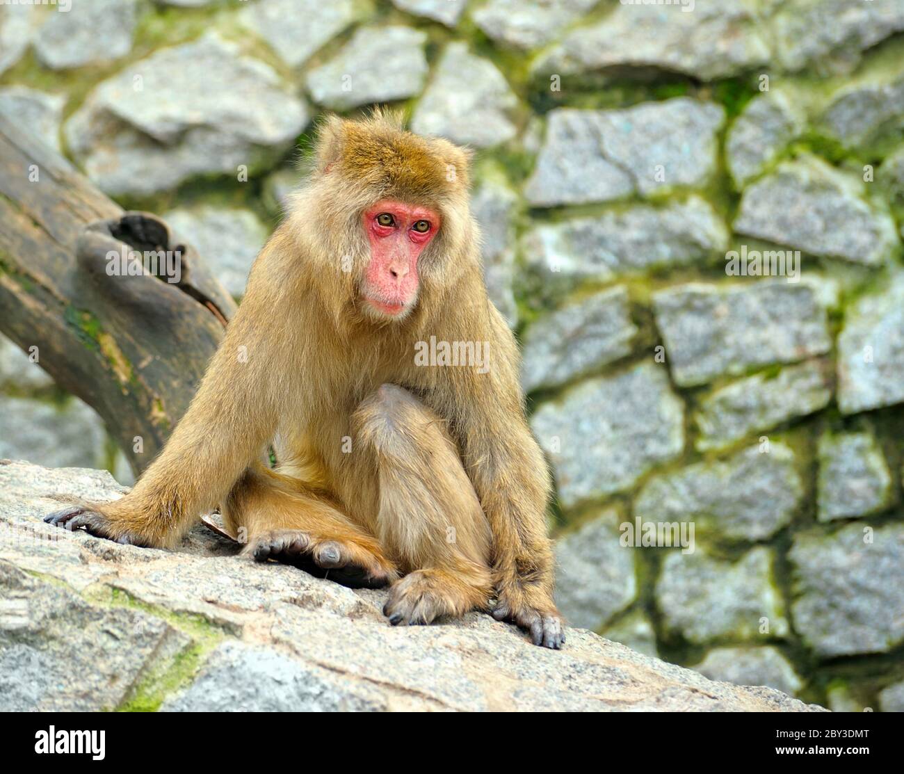 Lonely monkey sitting on stones Stock Photo - Alamy