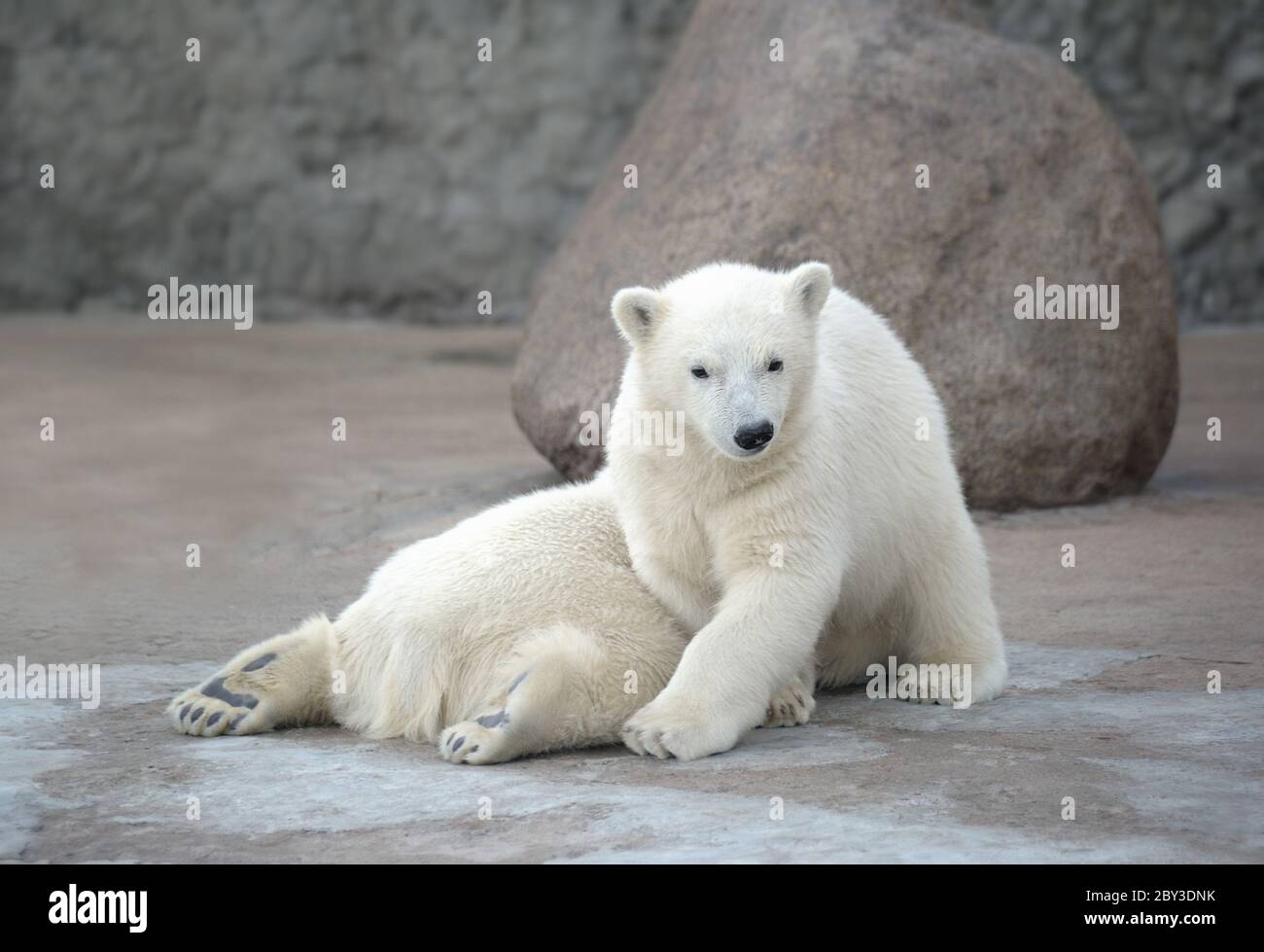 Two pretty polar bears Stock Photo - Alamy