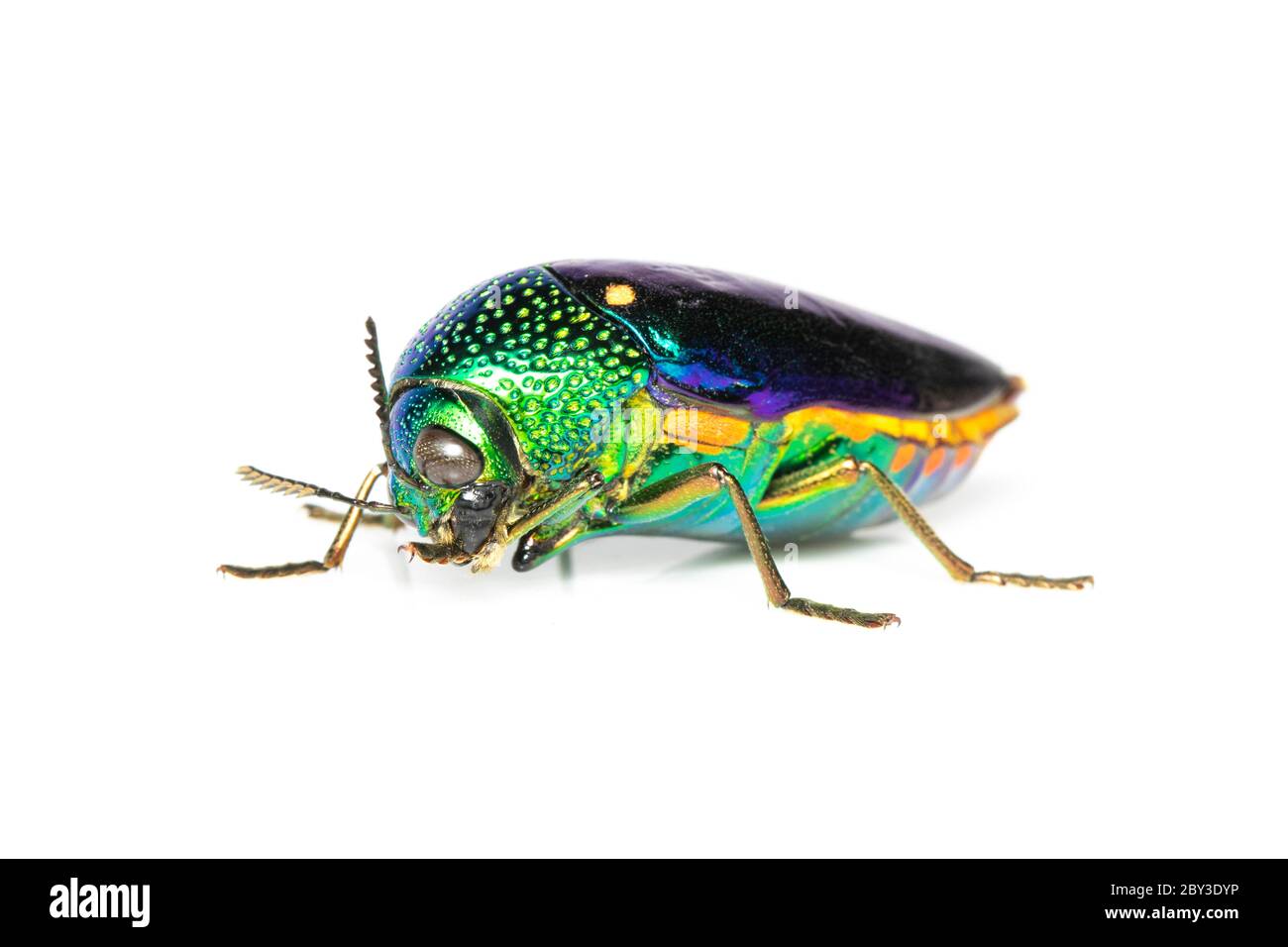 Metallic wood boring beetles hi-res stock photography and images - Alamy
