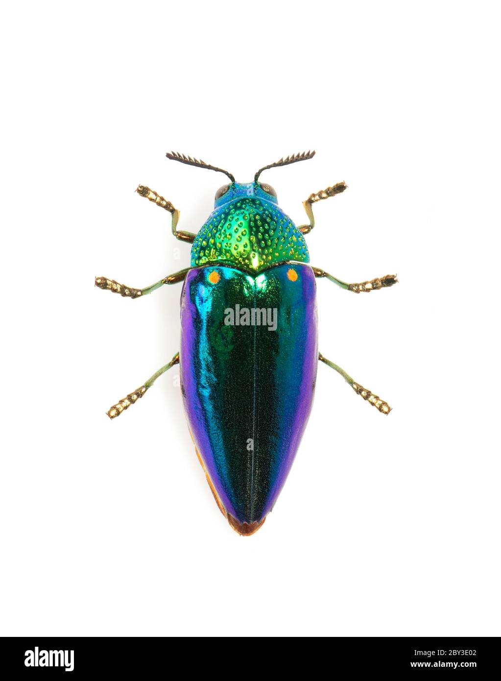 Metallic wood boring beetles hi-res stock photography and images - Alamy