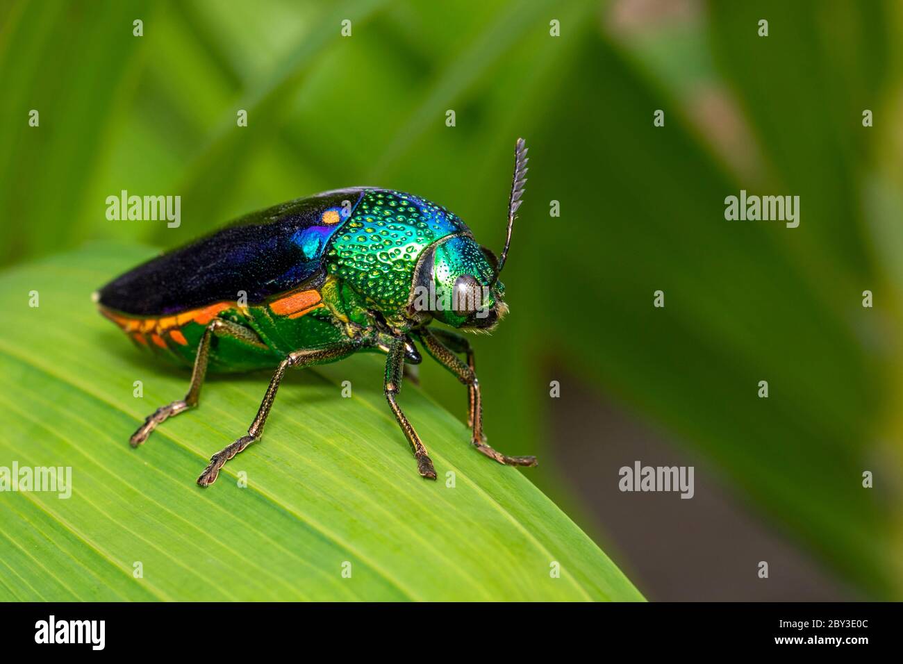 Image of green-legged metallic beetle (Sternocera aequisignata) or ...