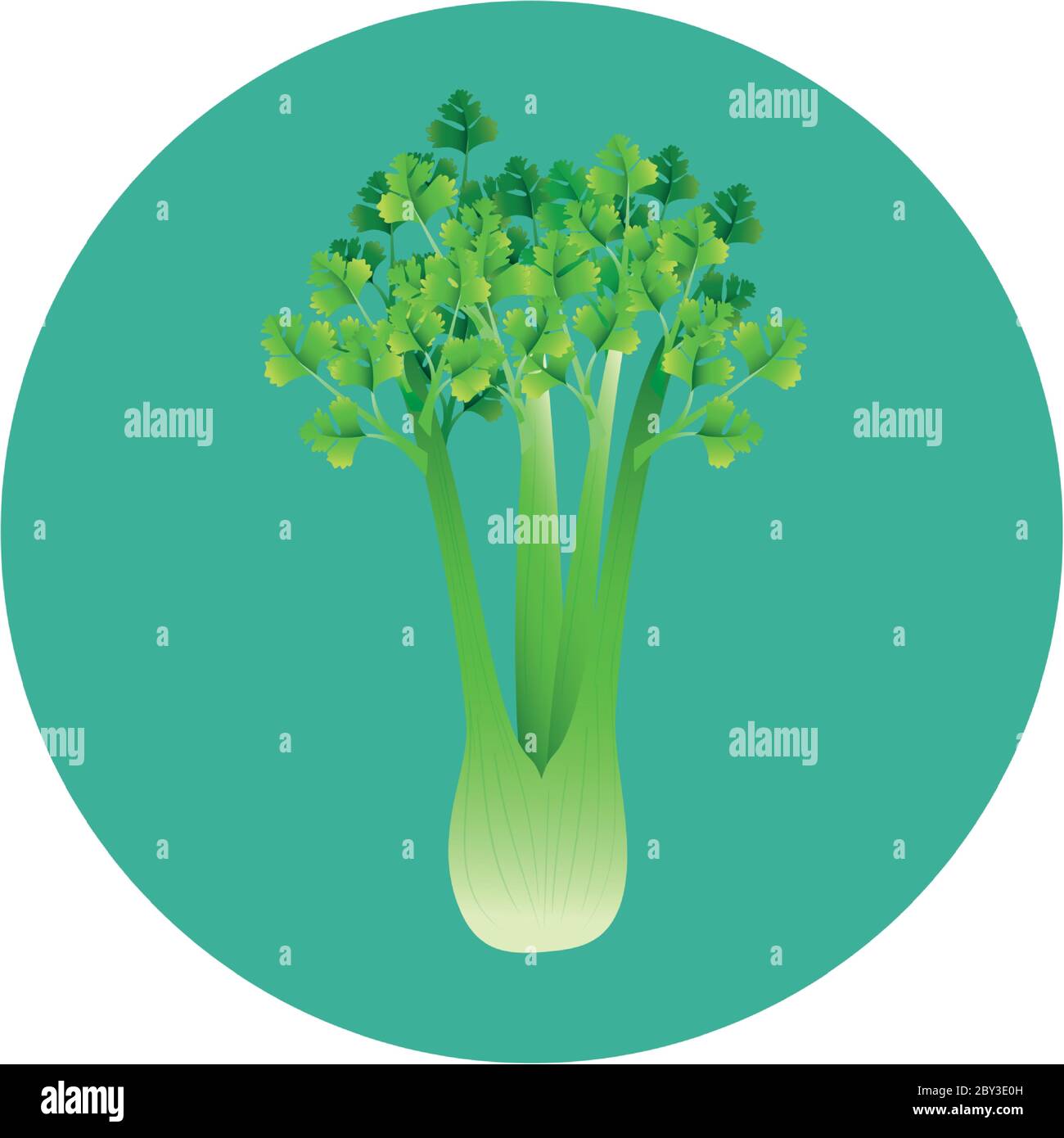 Isolated celery vegetable vector design Stock Vector Image & Art - Alamy