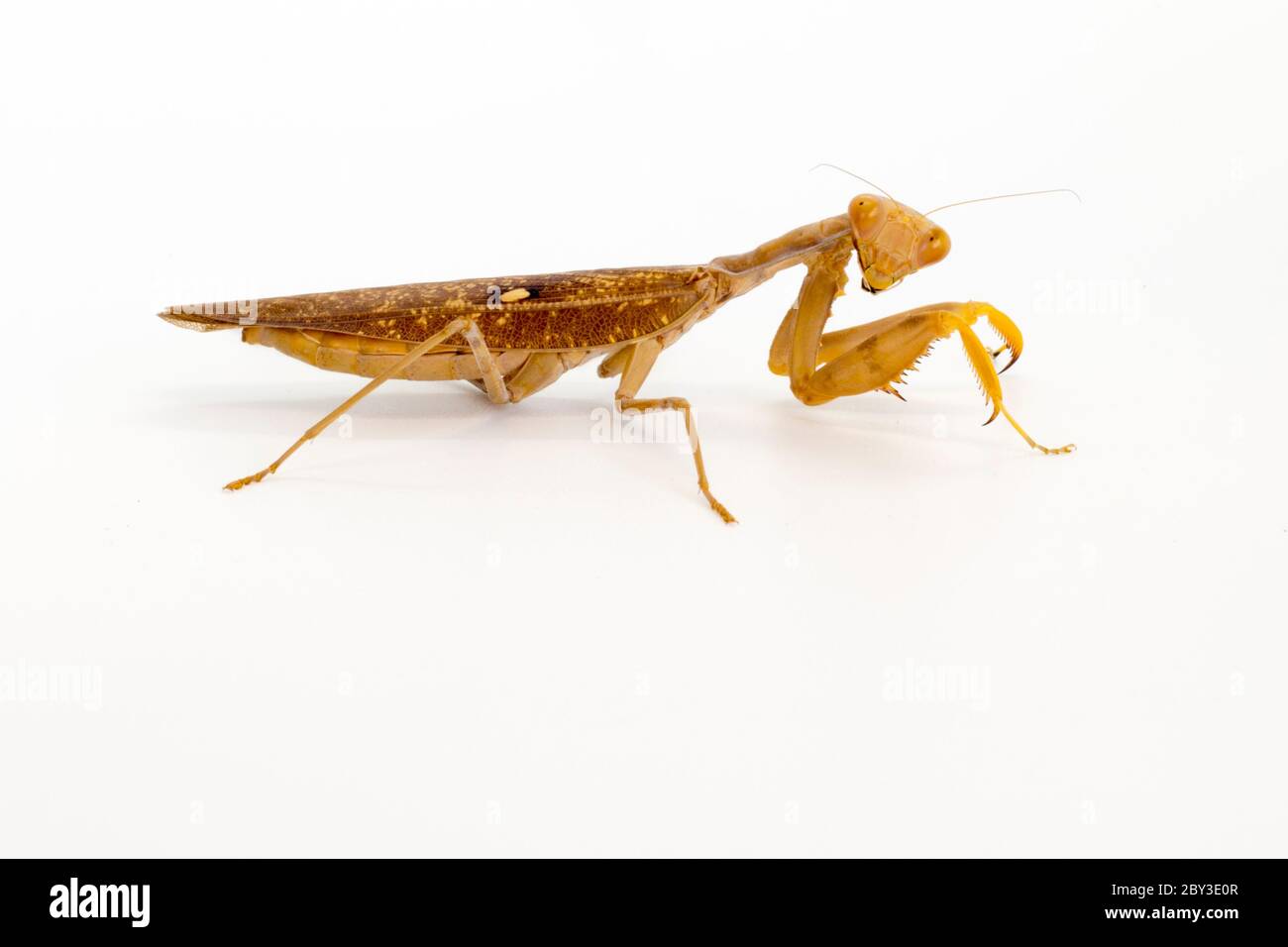 Image of brown mantis on white background. Insect Stock Photo - Alamy