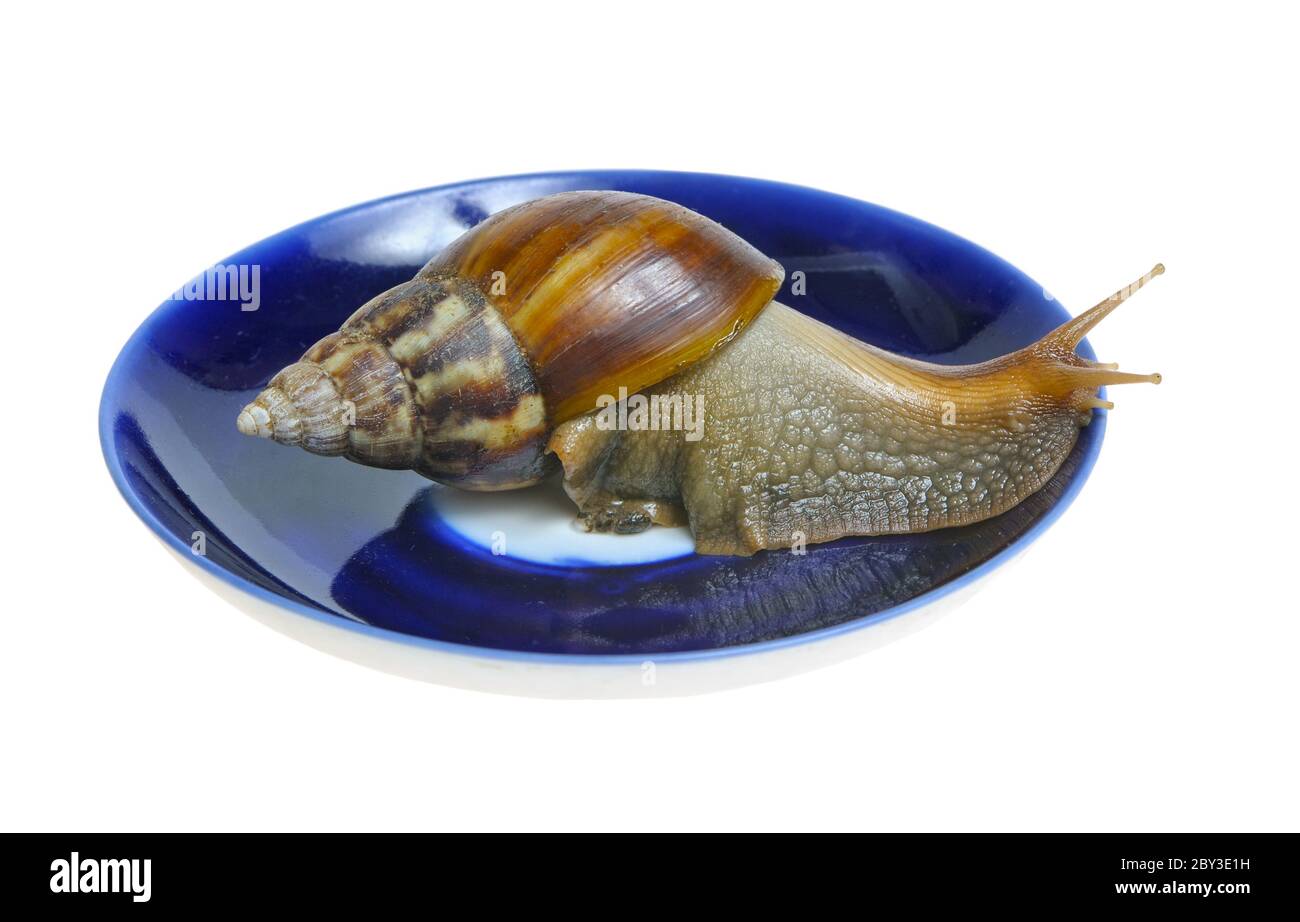 Snail dish hi-res stock photography and images - Alamy