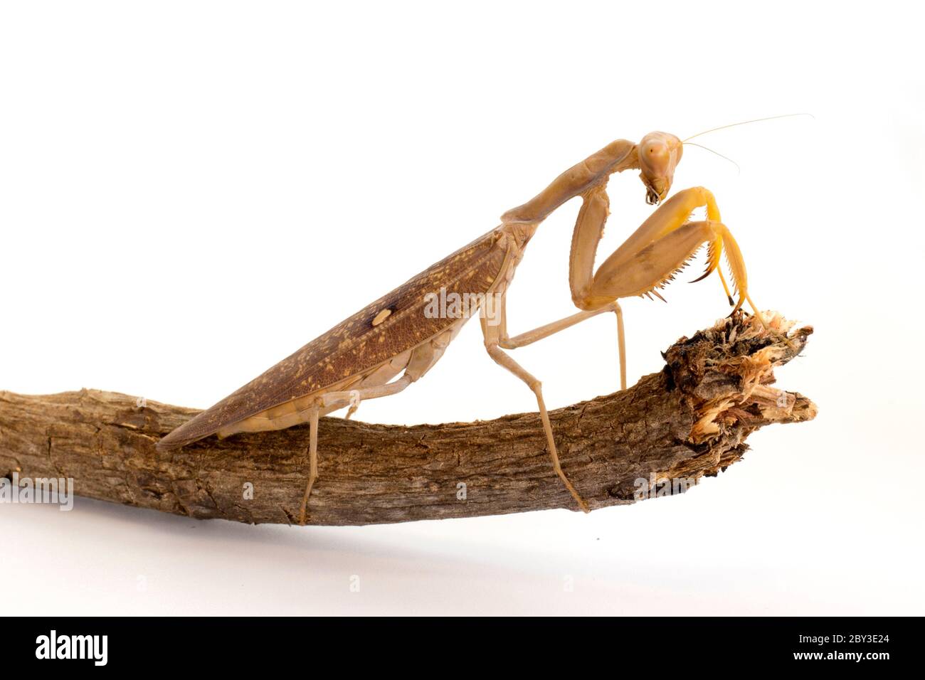 Image of brown mantis on white background. Insect Stock Photo - Alamy