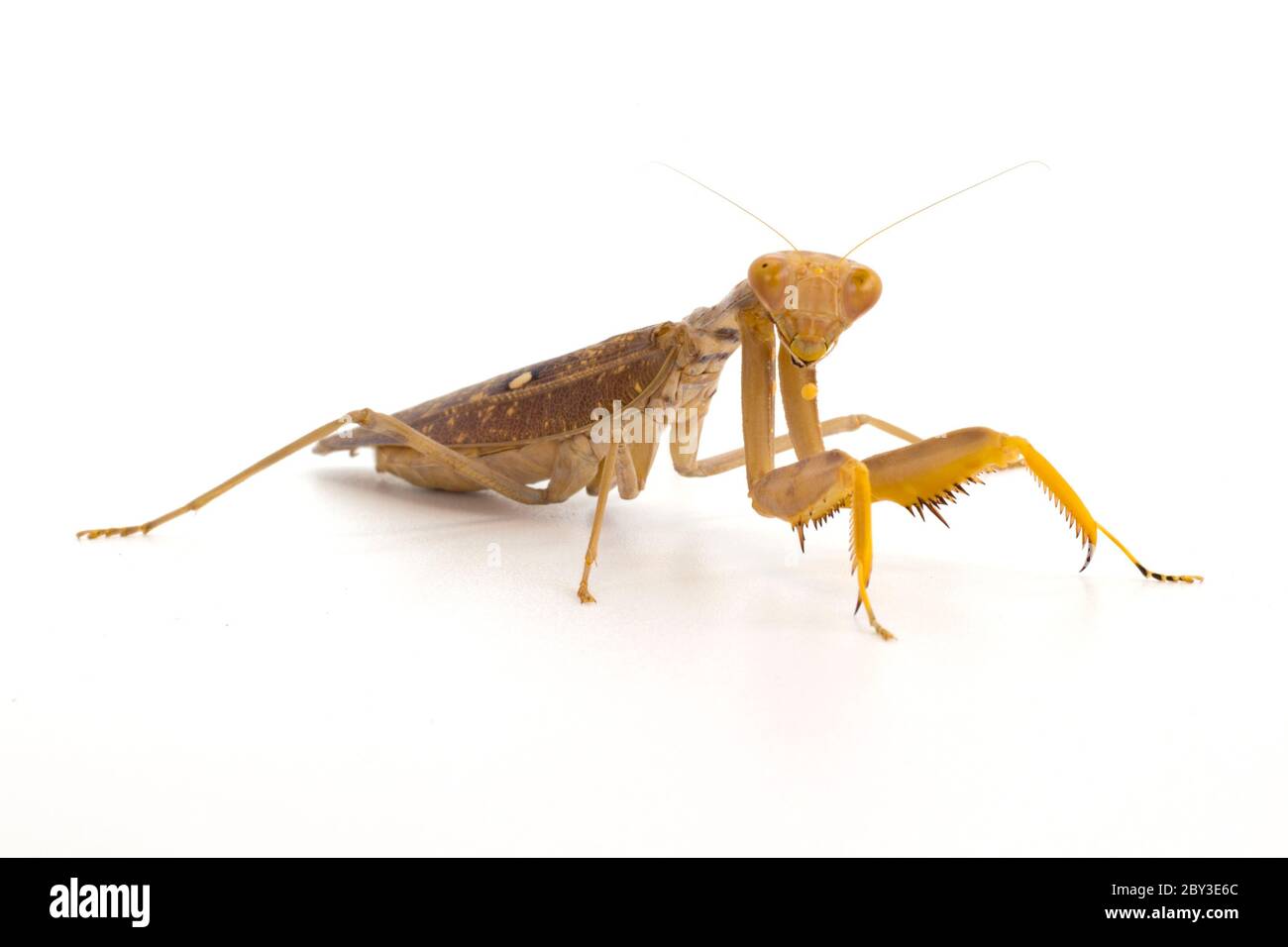 Image of brown mantis on white background. Insect Stock Photo - Alamy
