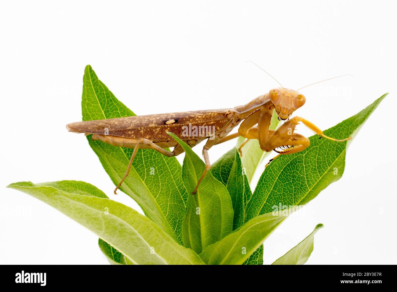 Image of brown mantis on nature background. Insect Stock Photo - Alamy