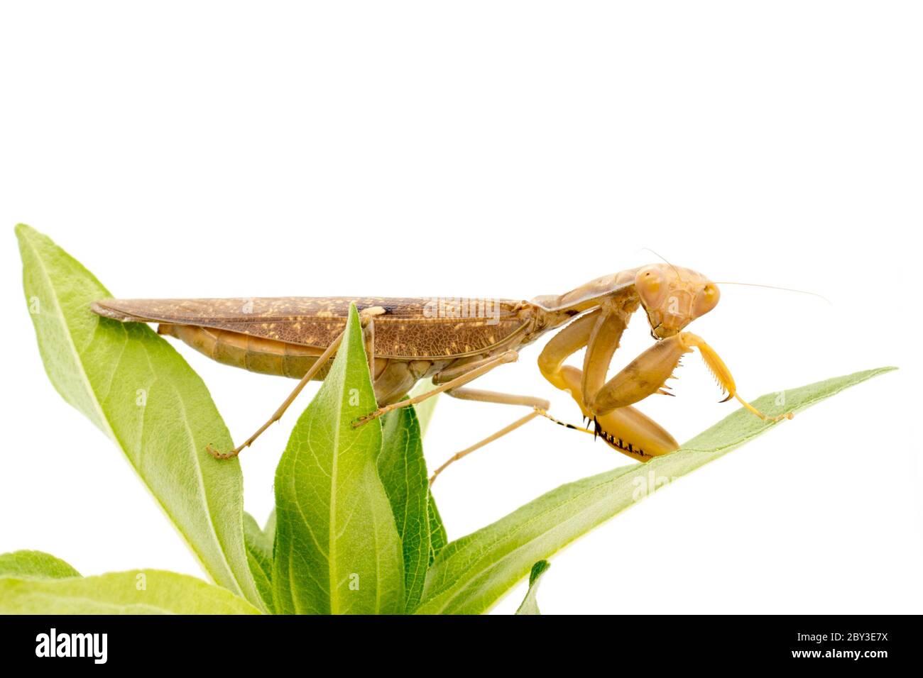 Image of brown mantis on nature background. Insect Stock Photo - Alamy