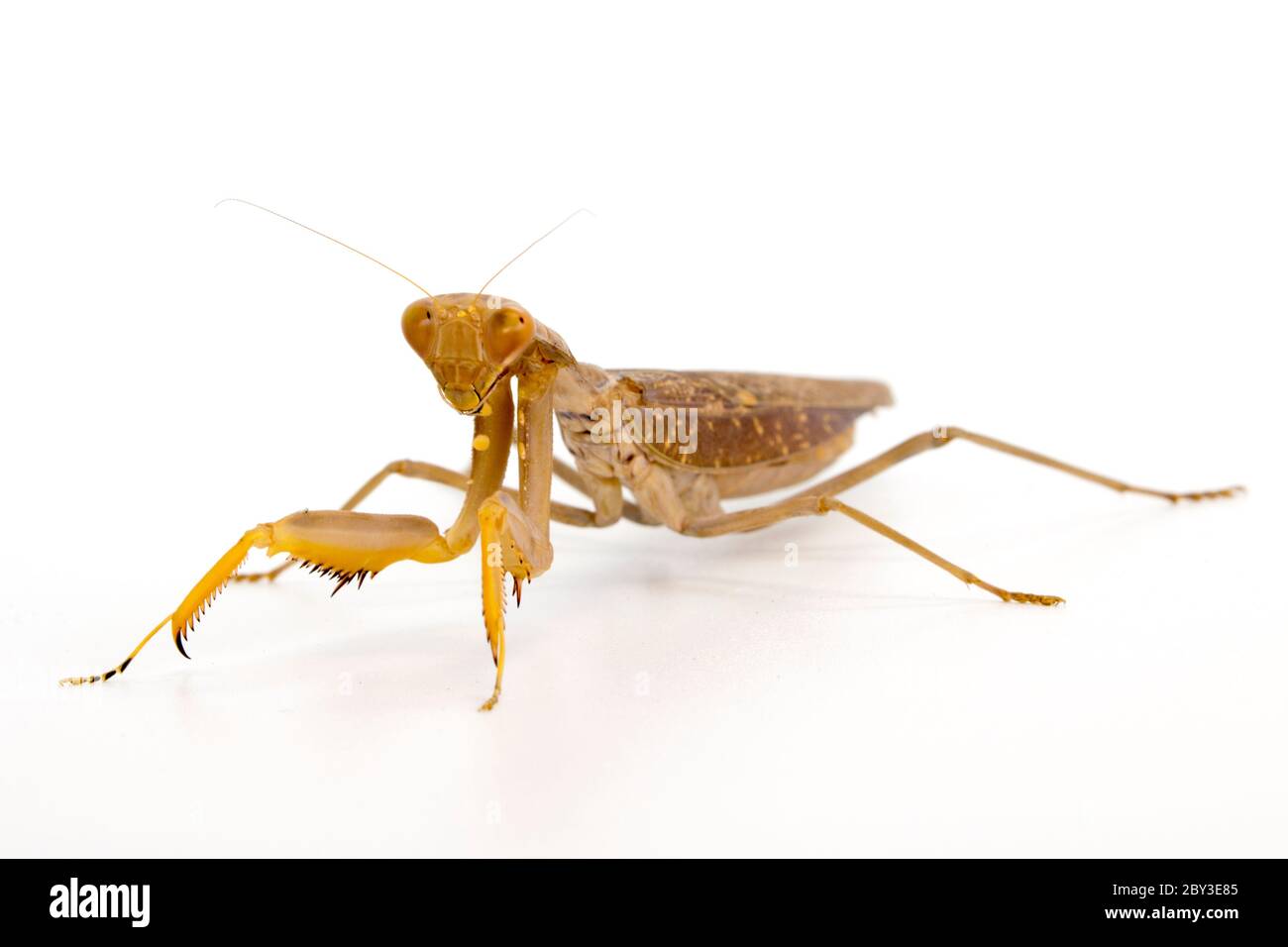 Image of brown mantis on white background. Insect Stock Photo - Alamy