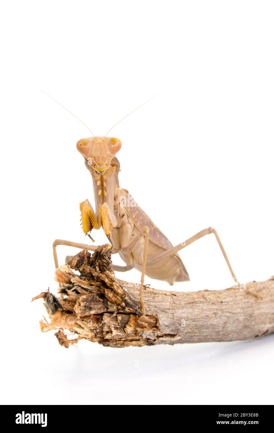 Image of brown mantis on white background. Insect Stock Photo - Alamy