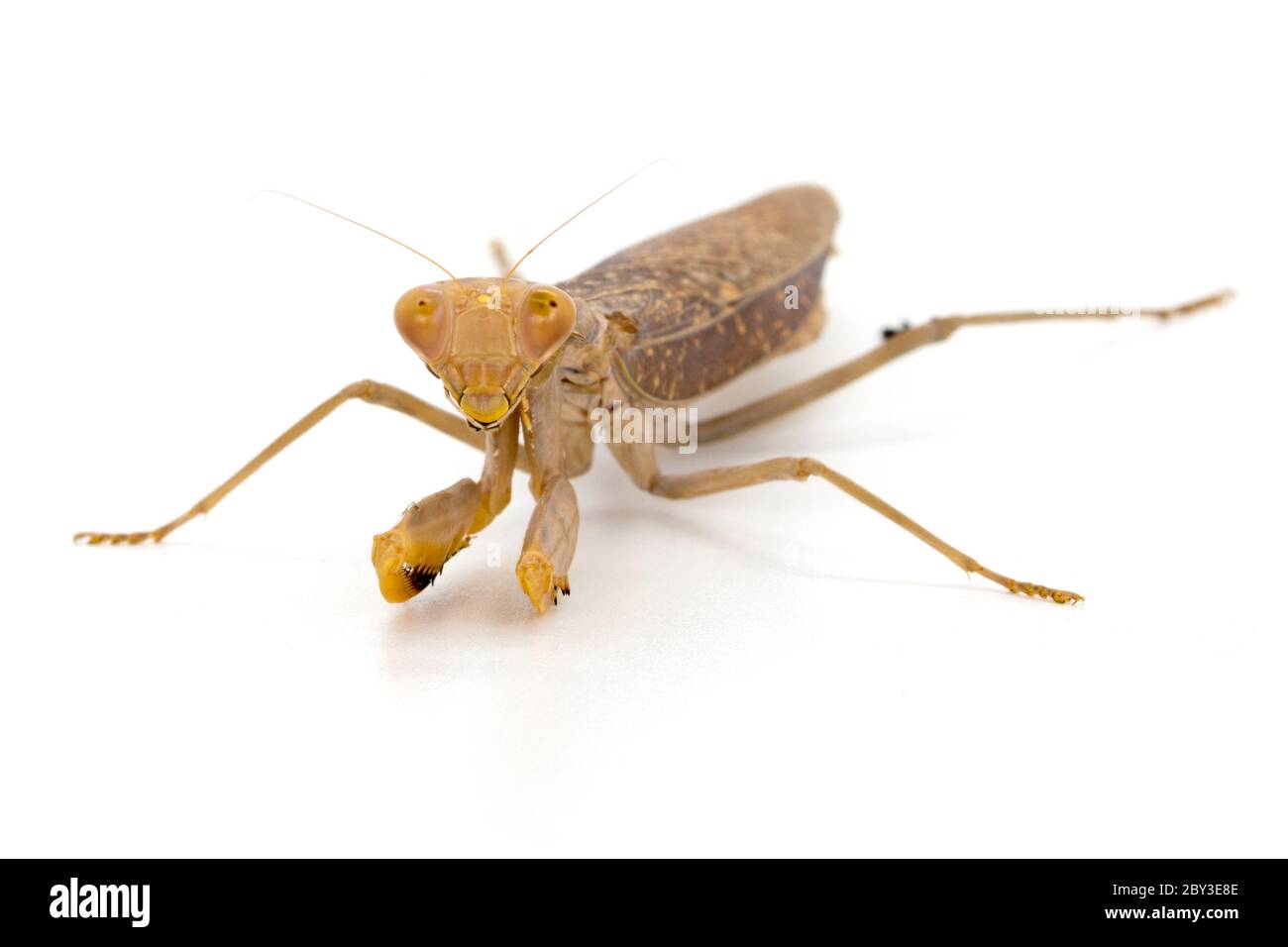 Image of brown mantis on white background. Insect Stock Photo - Alamy