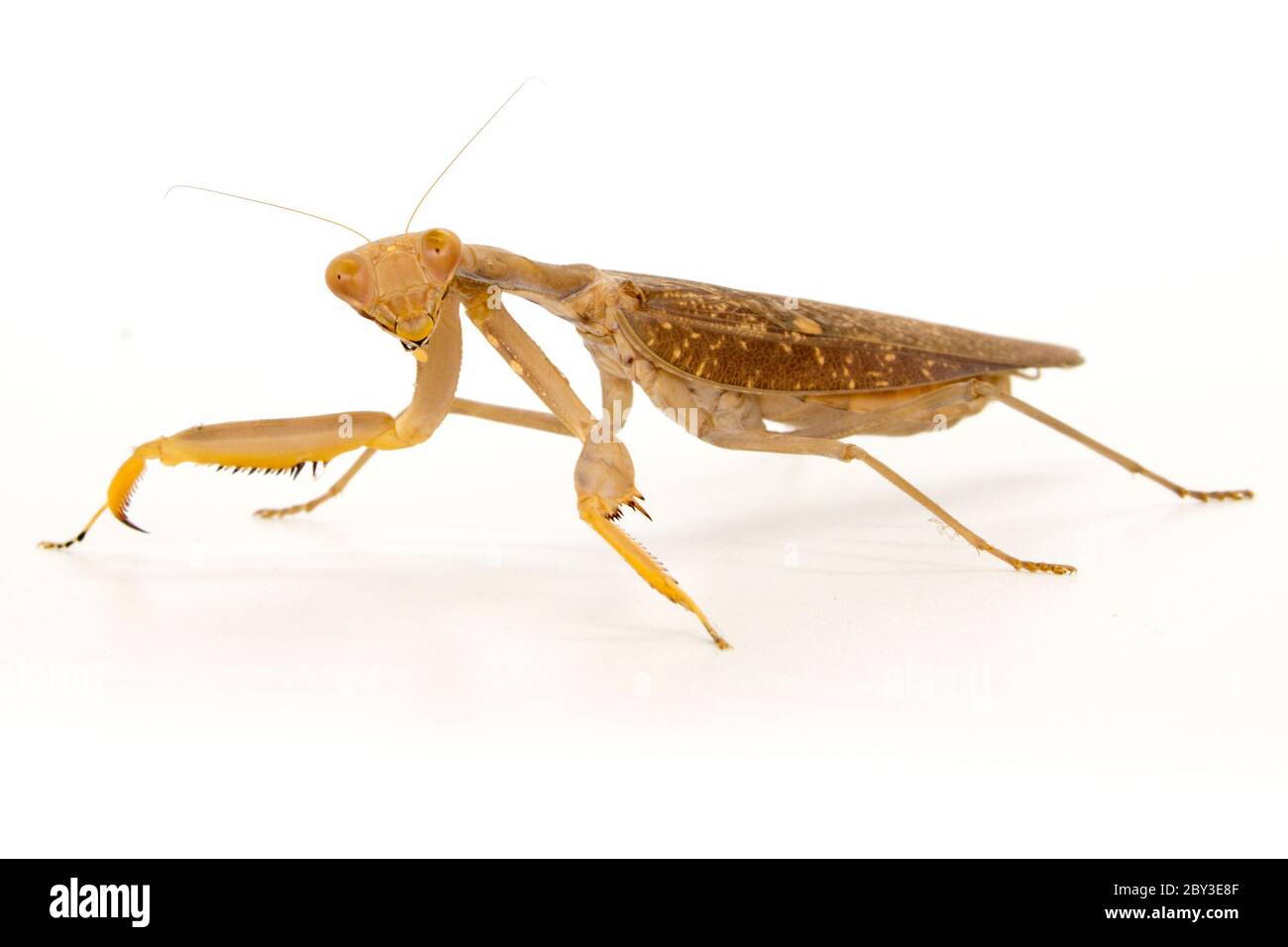 Image of brown mantis on white background. Insect Stock Photo - Alamy
