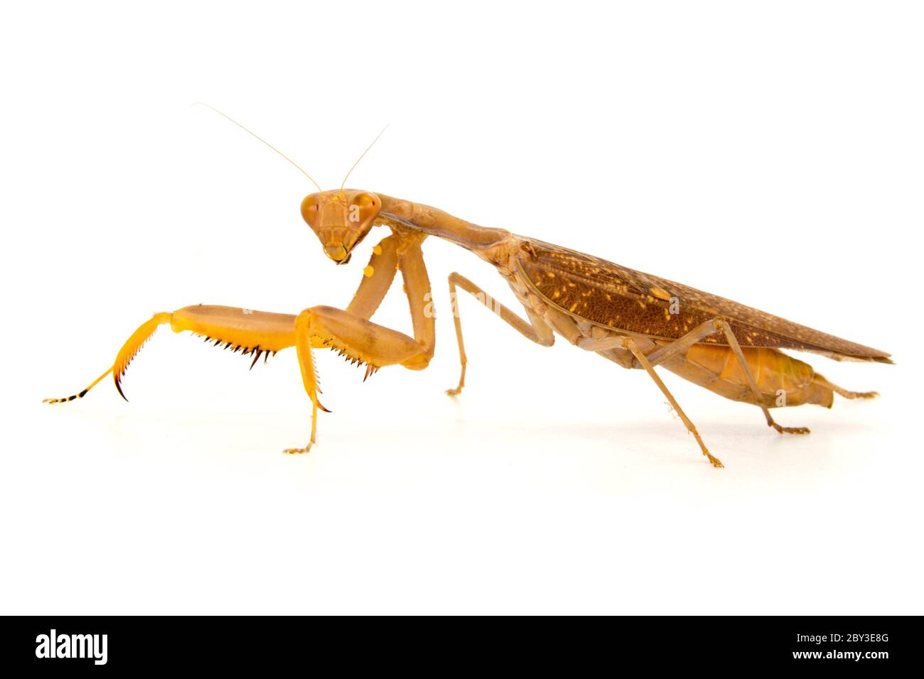 Image of brown mantis on white background. Insect Stock Photo - Alamy