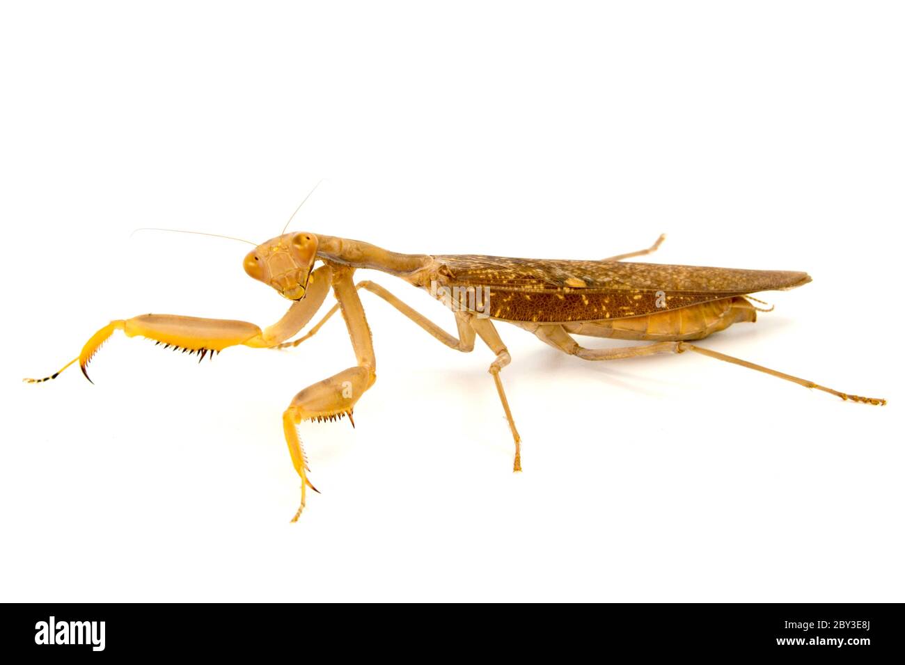 Image of brown mantis on white background. Insect Stock Photo - Alamy