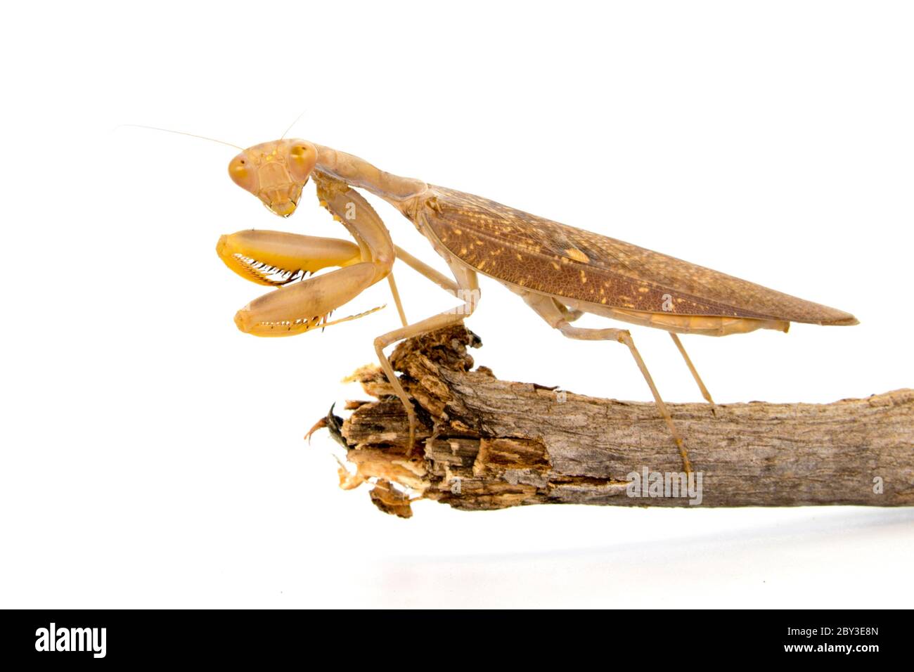 Image of brown mantis on white background. Insect Stock Photo - Alamy