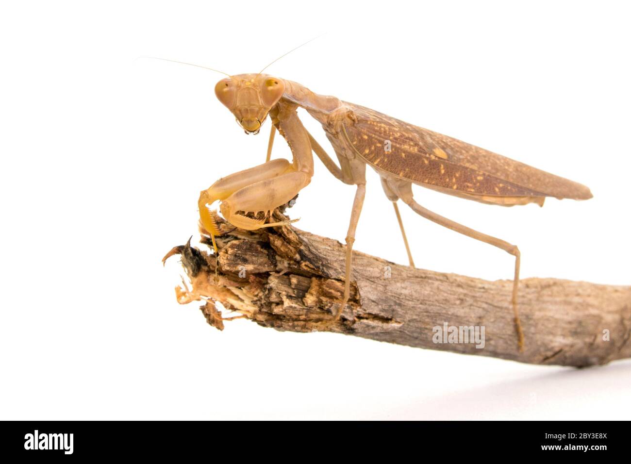 Image of brown mantis on white background. Insect Stock Photo - Alamy