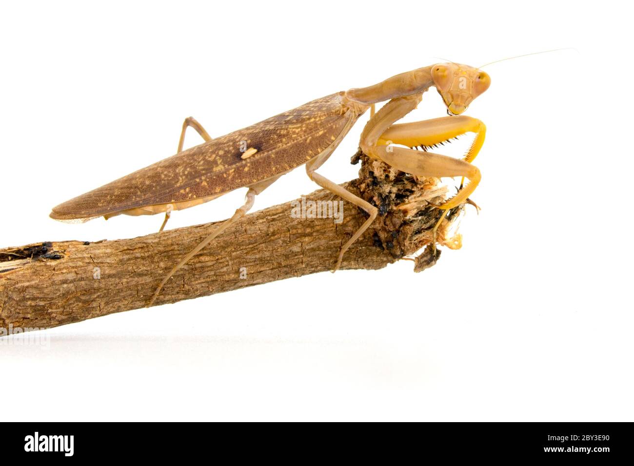Image of brown mantis on white background. Insect Stock Photo - Alamy