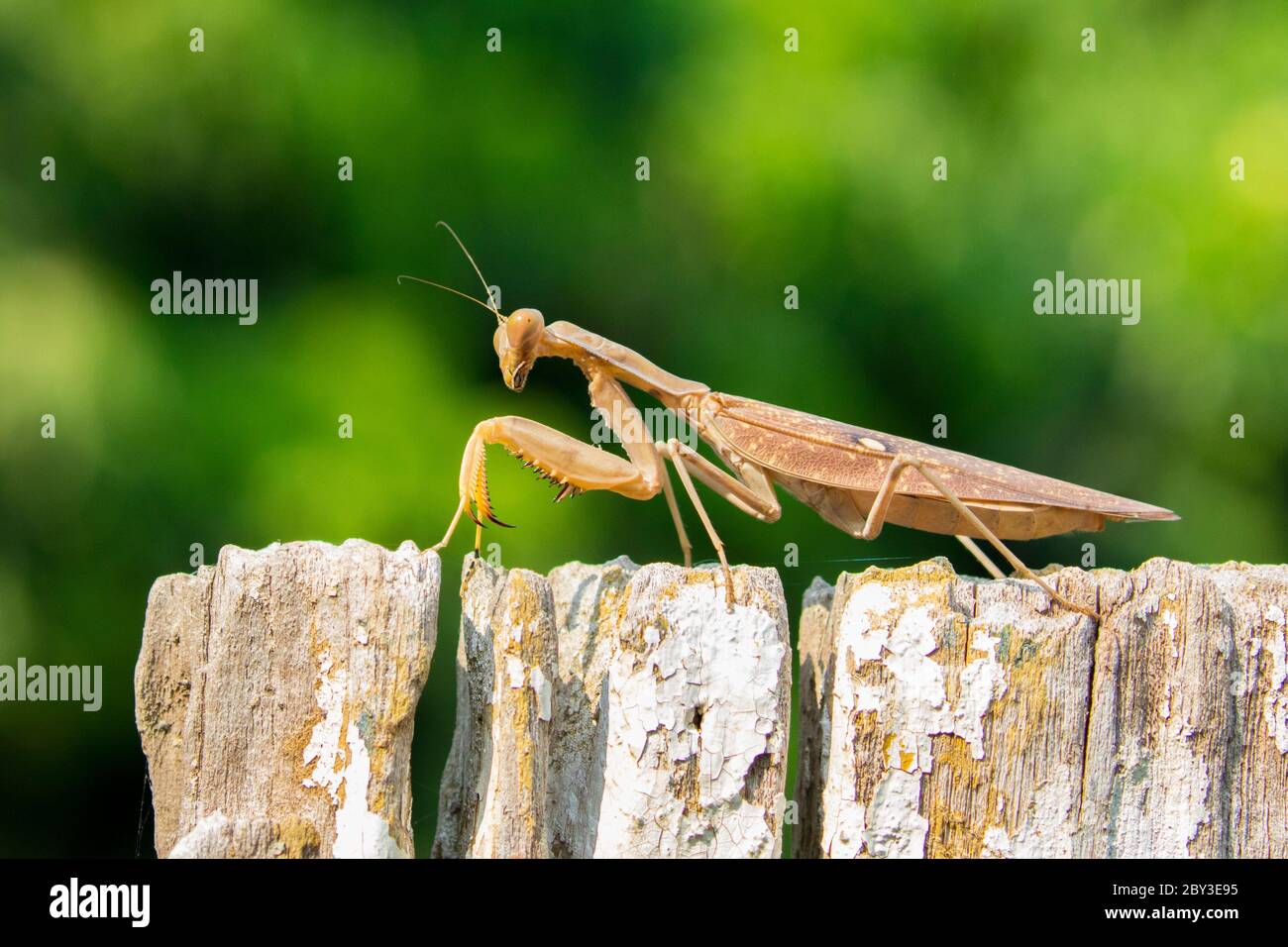 Image of brown mantis on nature background. Insect Stock Photo - Alamy
