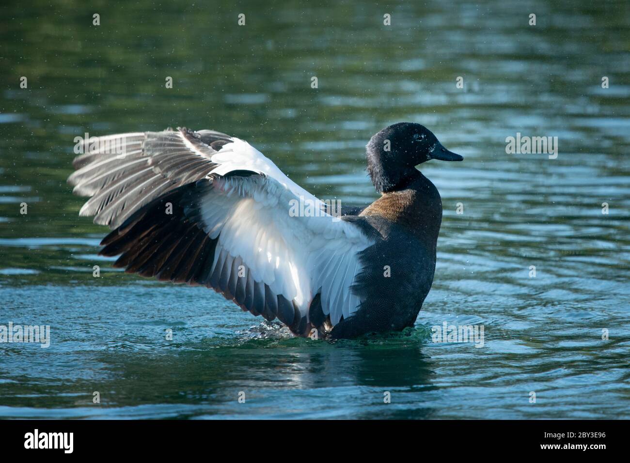 Duck with open wings hi-res stock photography and images - Alamy
