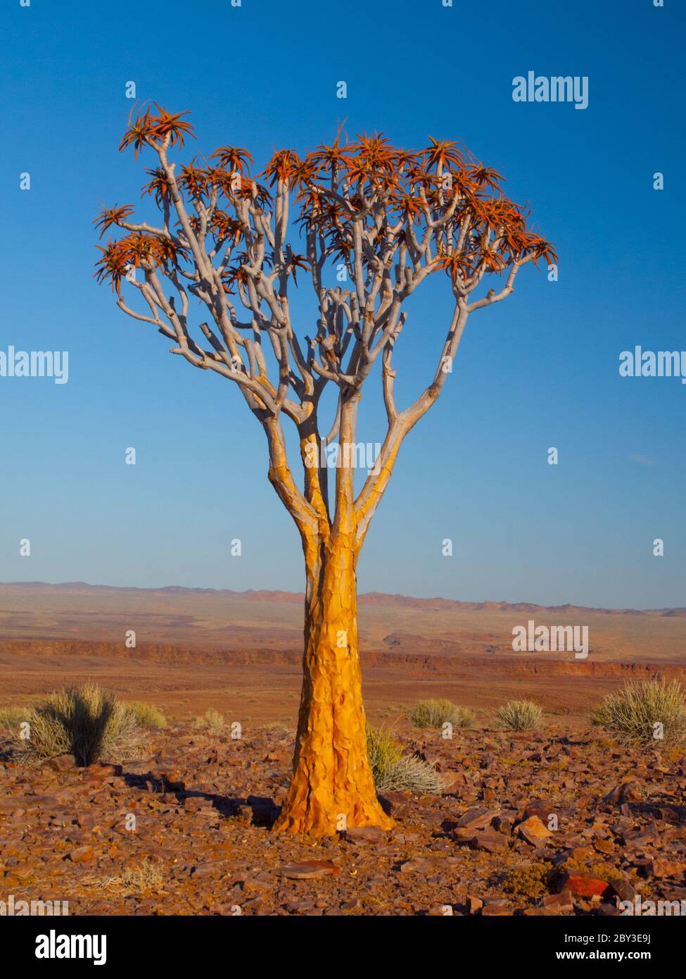 Quiver tree, or Aloe dichotoma, in dry landscape of Namib desert ...