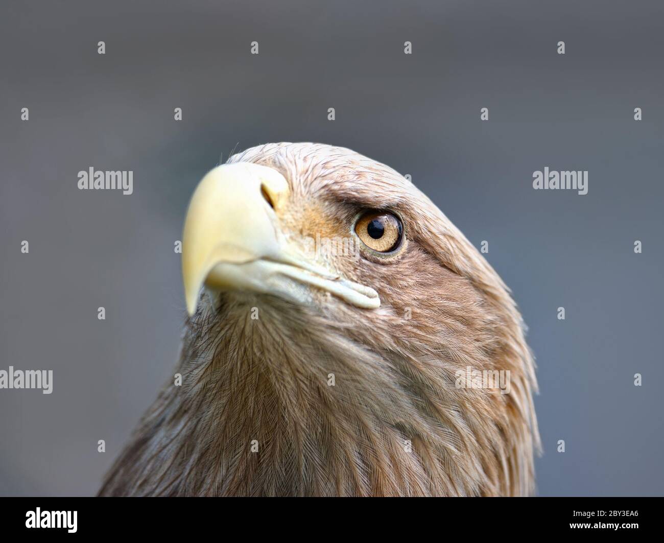 Black eagle face hi-res stock photography and images - Alamy