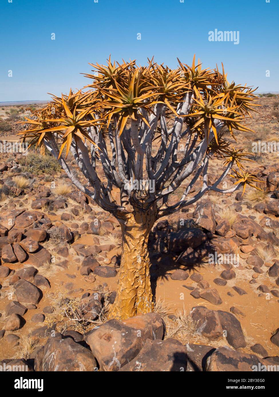 Kalahari desert quiver tree hi-res stock photography and images - Alamy