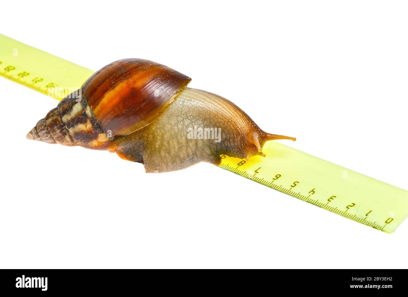 Big snail on ruler isolated Stock Photo - Alamy