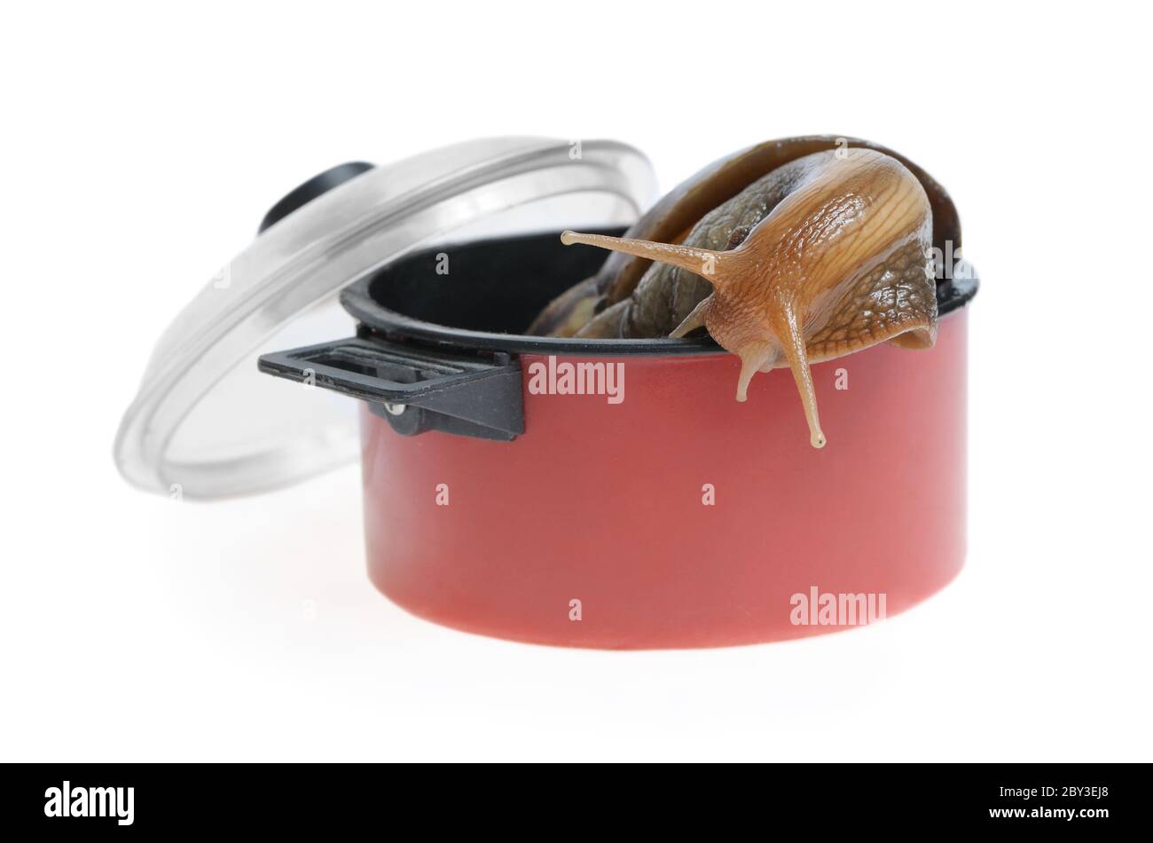 Snail brown shell in Cut Out Stock Images & Pictures - Alamy