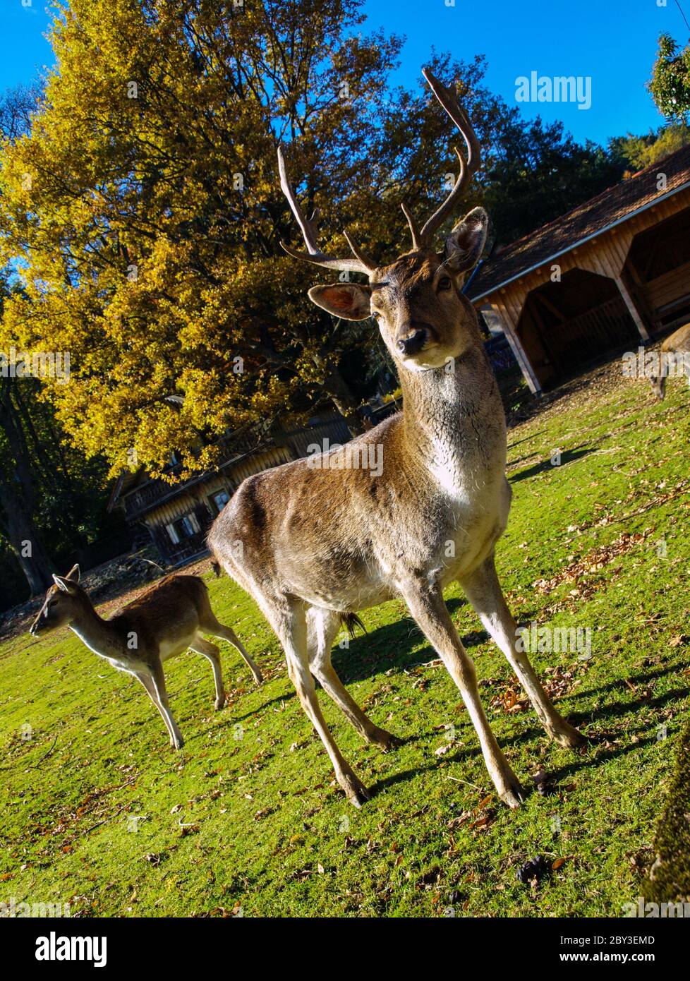 Deer body hi-res stock photography and images - Alamy