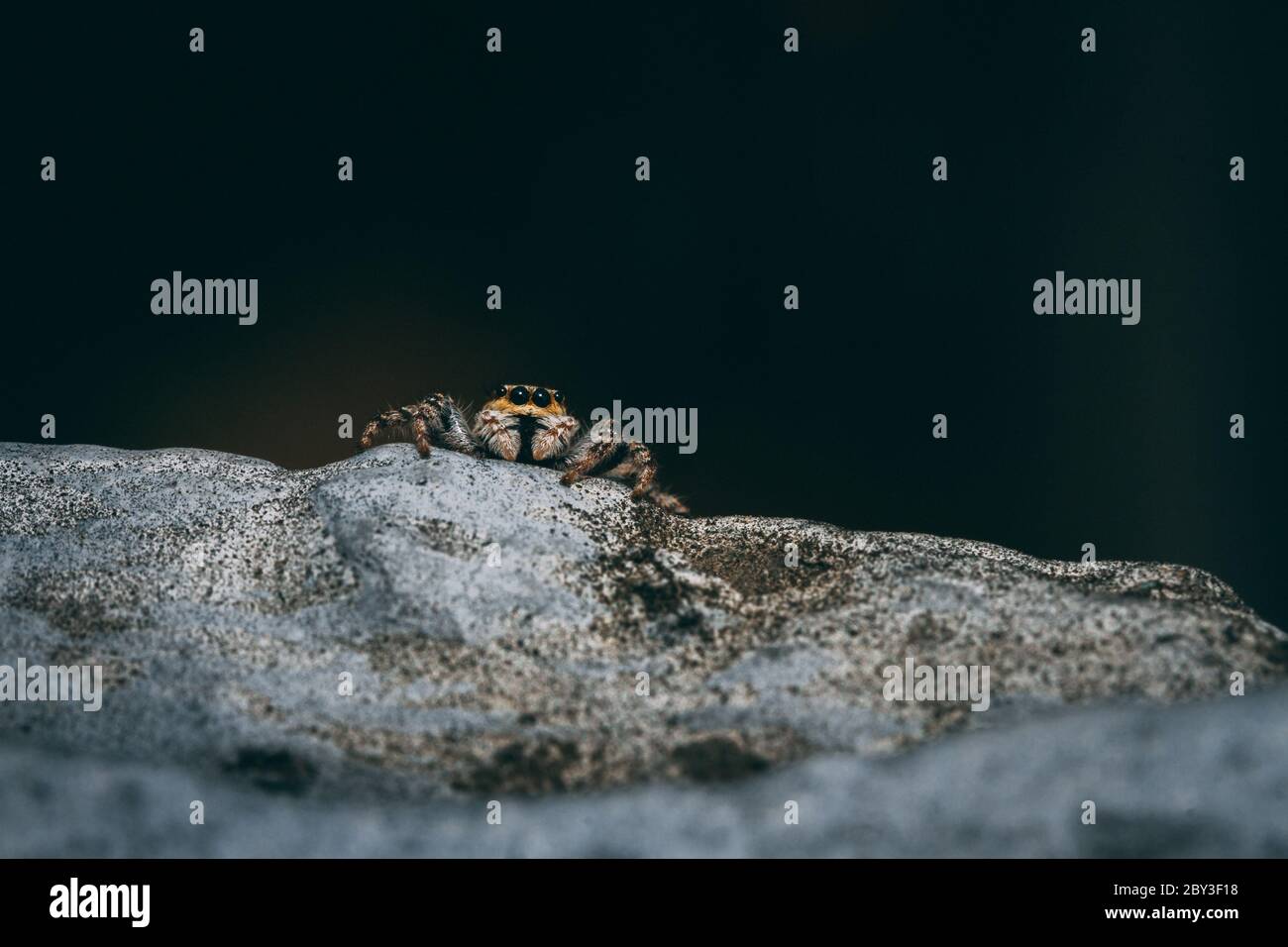 Curious Jumping Spider Stock Photo - Alamy
