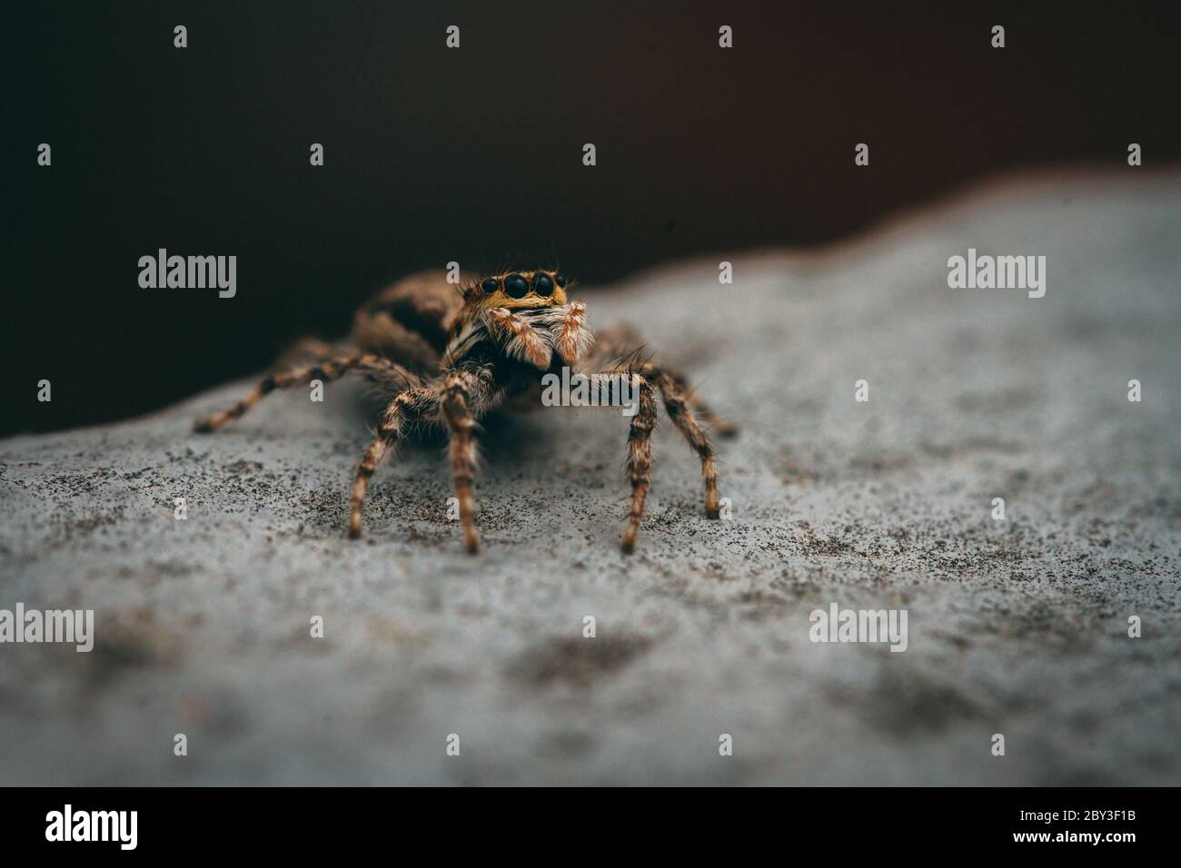 Jumping Spider macro shot Stock Photo - Alamy