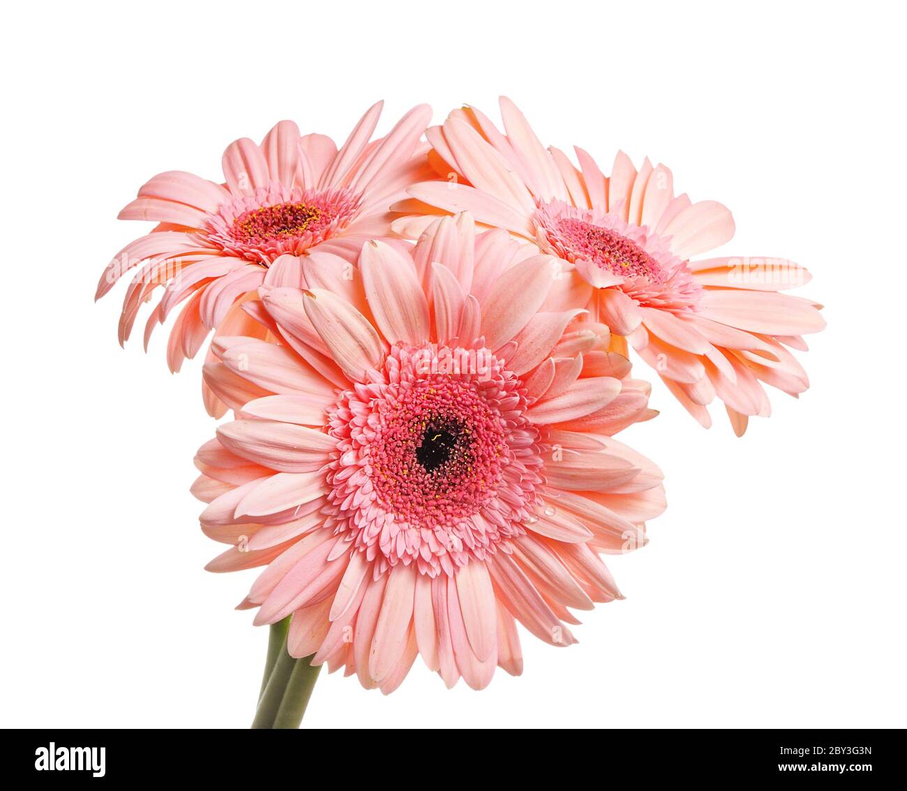 Bunch of gerbera isolated Stock Photo - Alamy