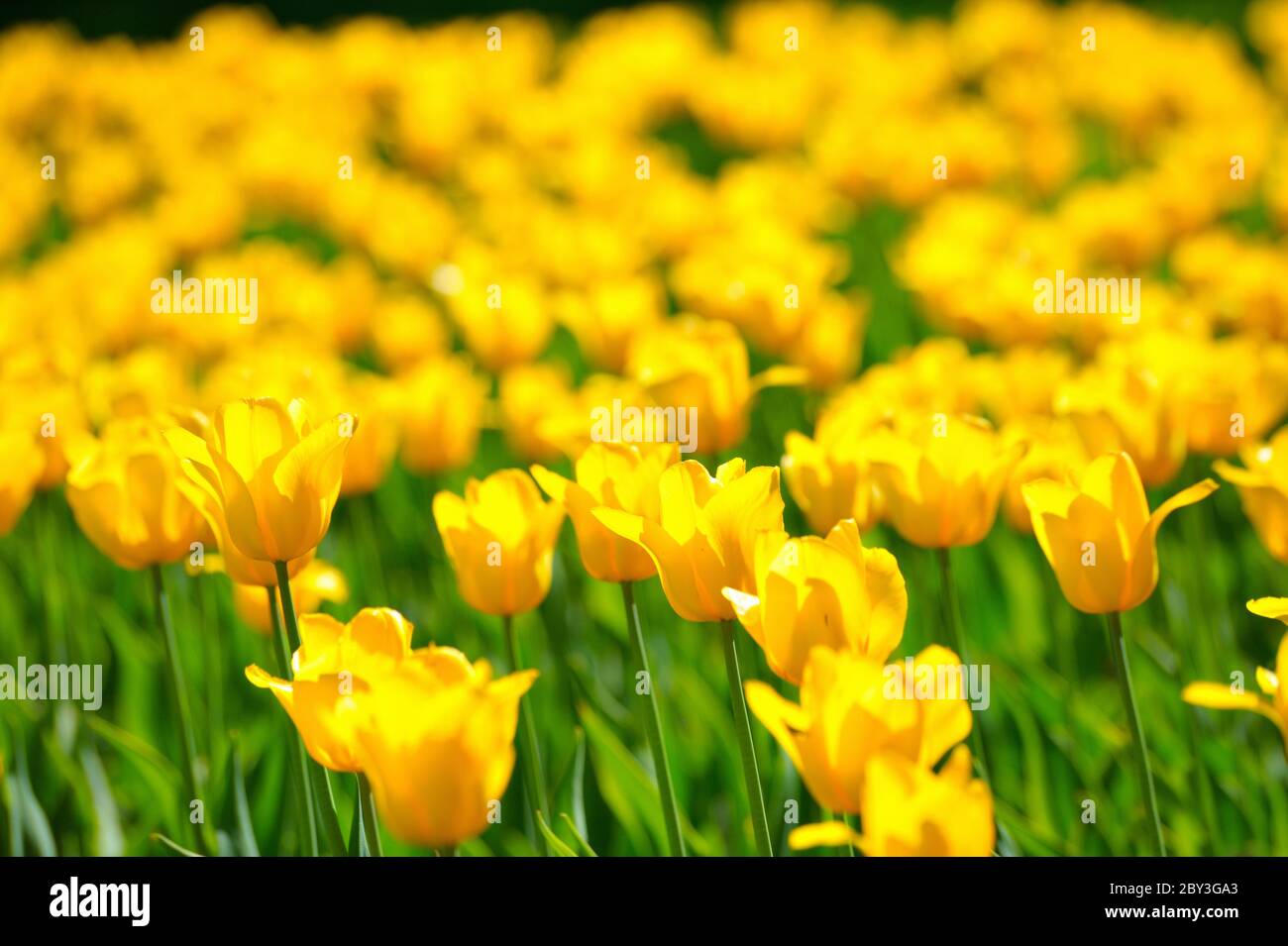 Many colored tulips hi-res stock photography and images - Alamy