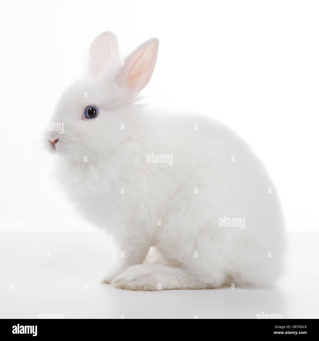 White rabbit isolated on white background Stock Photo - Alamy