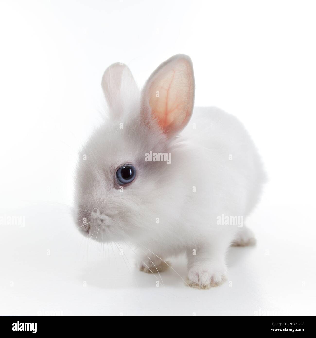 White rabbit isolated on white background Stock Photo - Alamy