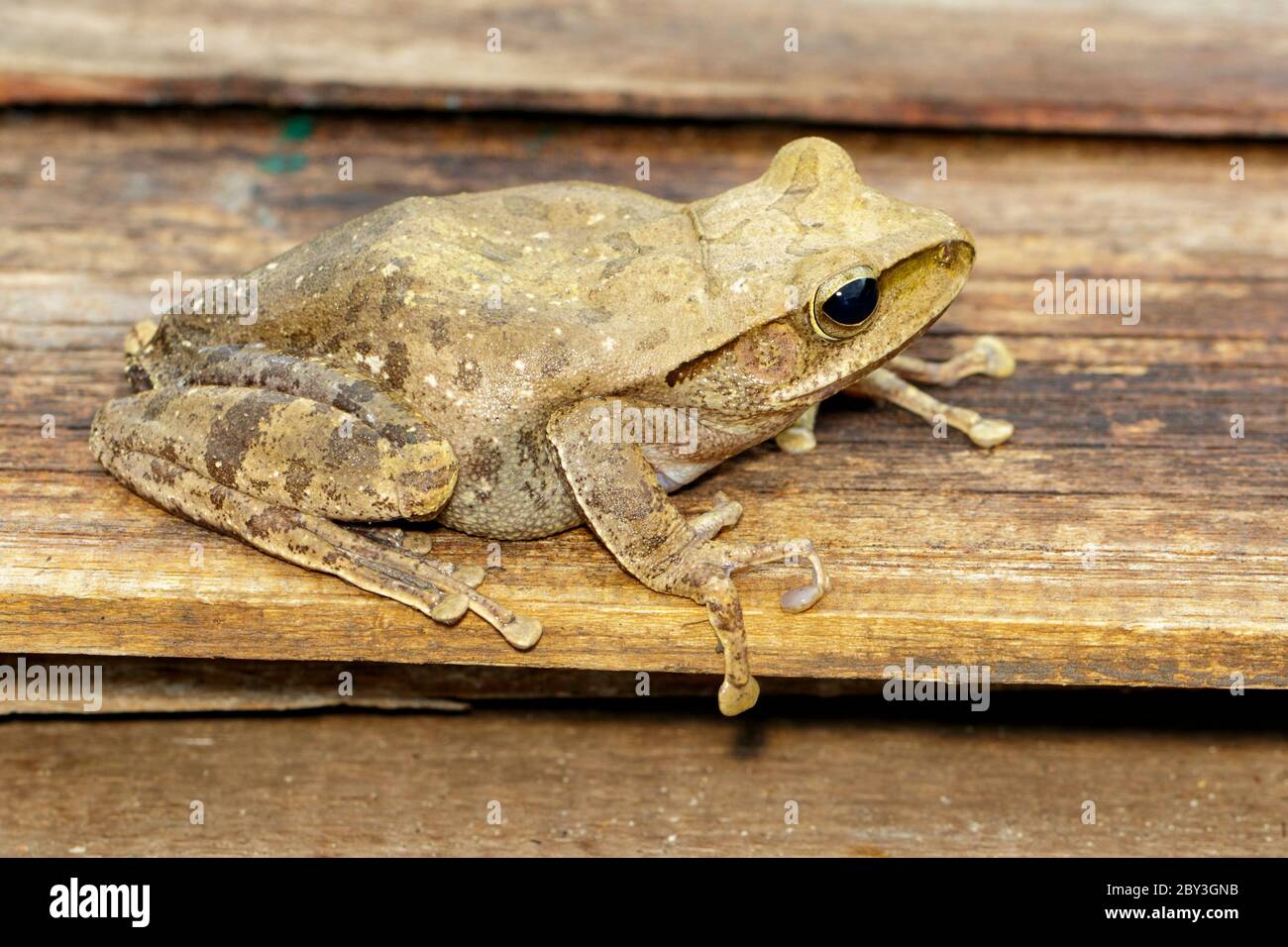 Image of Frog, Polypedates leucomystax,polypedates maculatus. Amphibian ...
