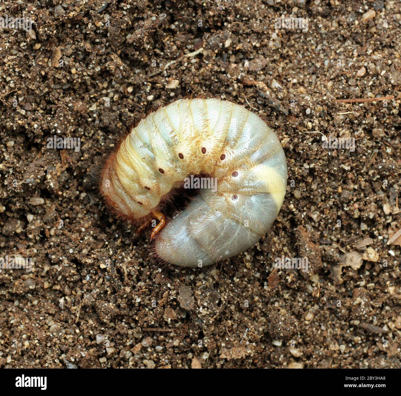 Ground beetle larva hi-res stock photography and images - Alamy