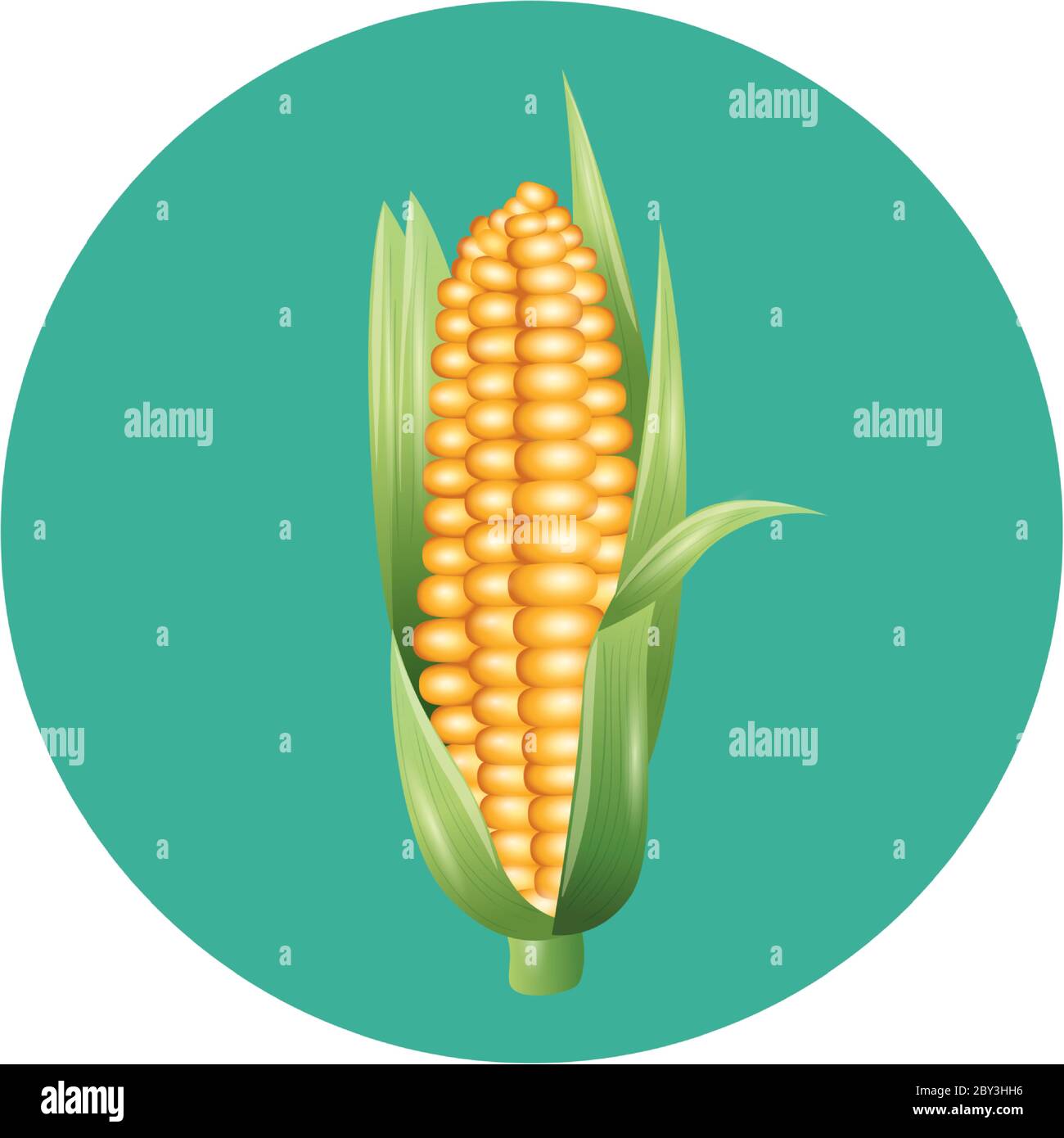 Isolated corn vegetable vector design Stock Vector Image & Art - Alamy