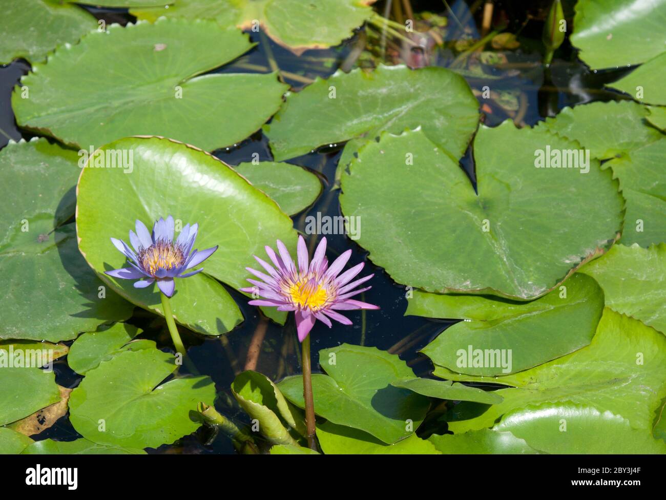 Two lilies with green sheet Stock Photo - Alamy