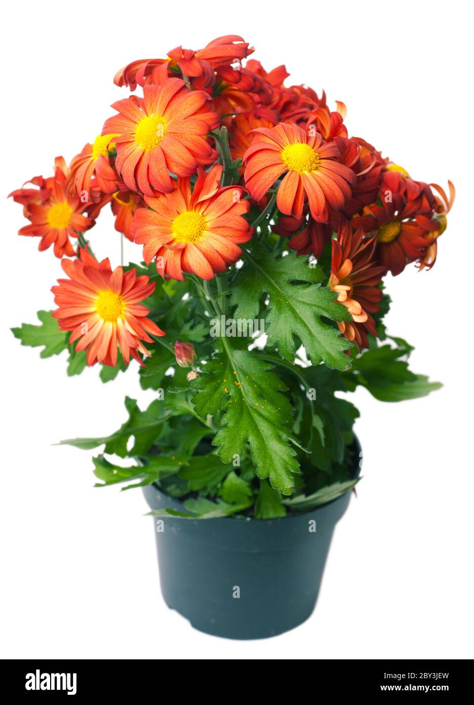 Chrysanthemum group Cut Out Stock Images & Pictures - Alamy