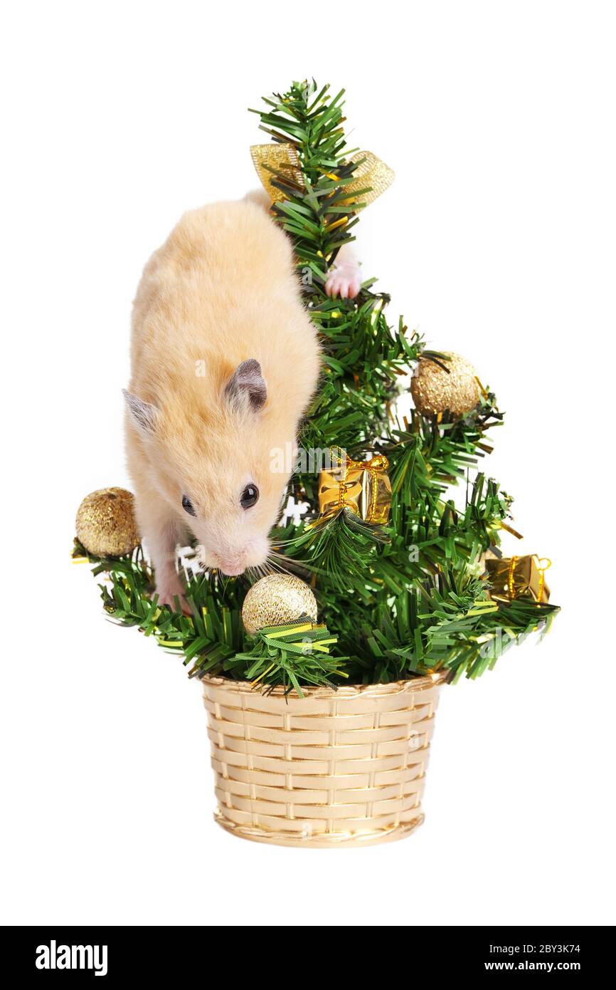 Gold hamster hi-res stock photography and images - Alamy